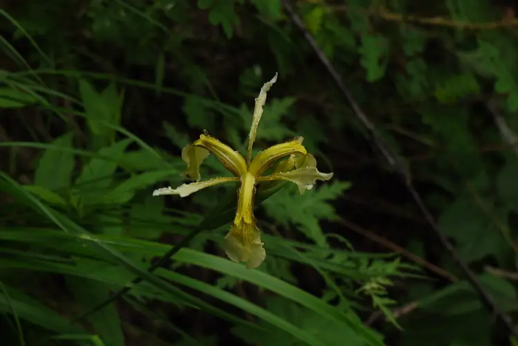 Iris wilsonii - PictureThis
