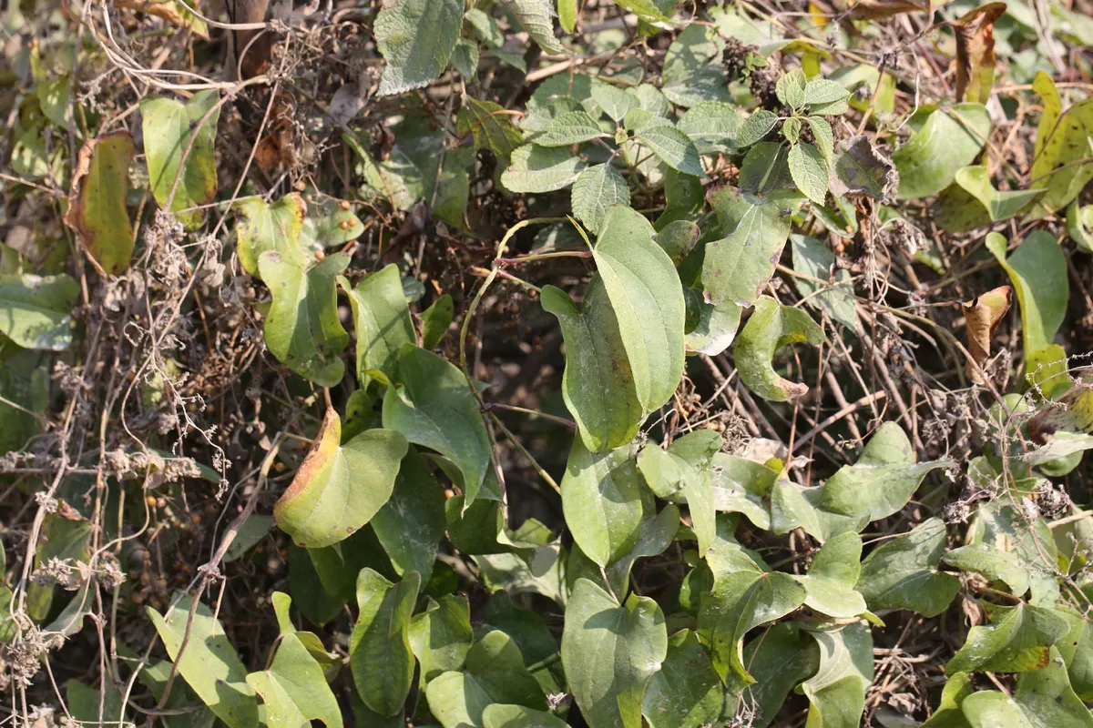 Tabena (Dioscorea alata) - PictureThis