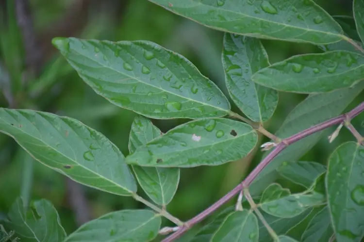 Flemingia macrophylla - PictureThis