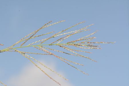 Red sprangletop - Leptochloa chinensis (Taxonomy, Characteristics ...