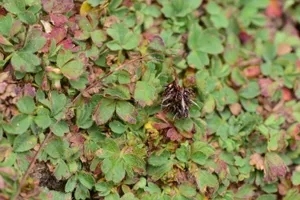 How to Transplant Spiked woodrush? (Ideal time, Methods, and Post Care)