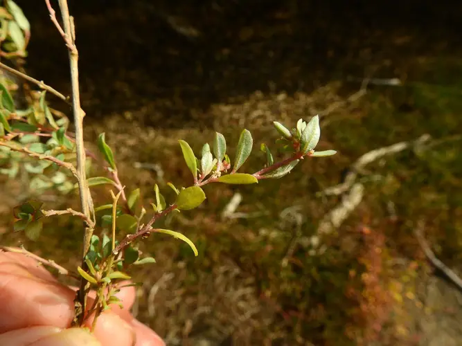 Austral sea-blite (Suaeda australis) Flower, Leaf, Care, Uses - PictureThis