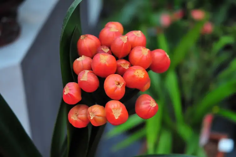 How to Plant and Grow Bush lily(Clivia miniata)