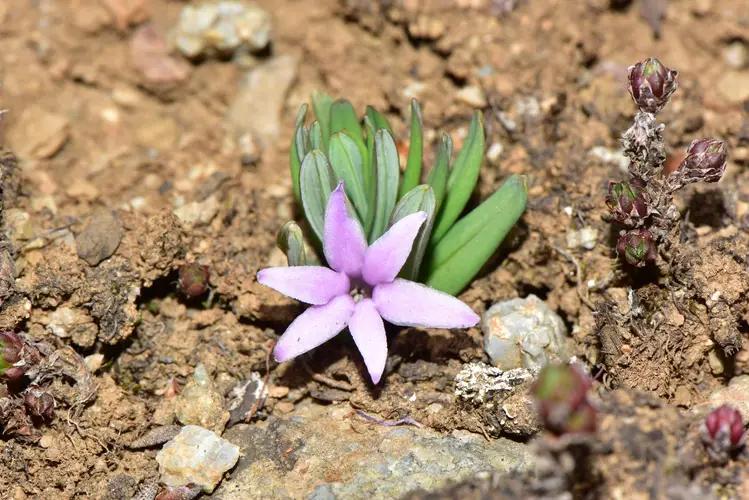 Polygonatum hookeri - PictureThis