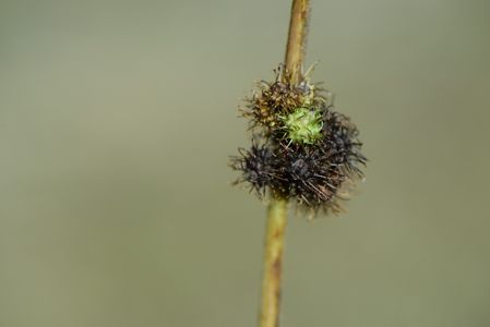 How to Grow and Care for Orange burr-bush