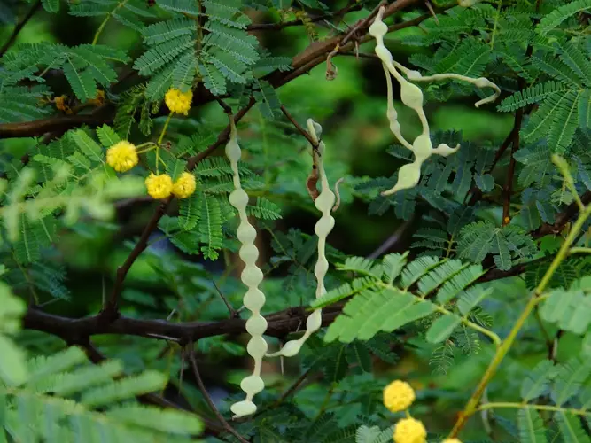 Acacia gomifera (Vachellia nilotica) - PictureThis