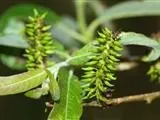 How to Propagate Salix fulvopubescens