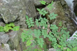 How to Prune Indigofera bungeana