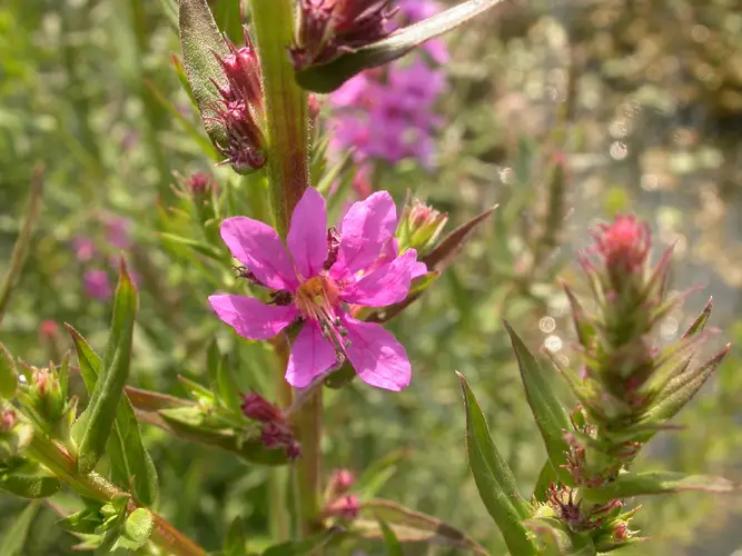 How to Plant and Grow Purple loosestrife(Lythrum salicaria)