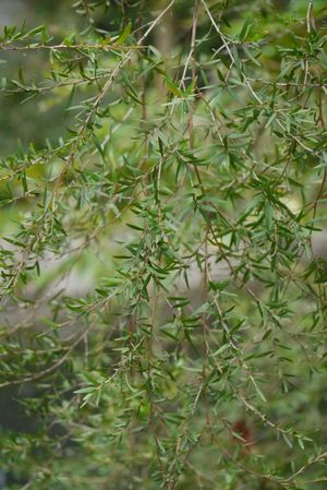 How to Grow and Care for Lemon-scented tea-tree