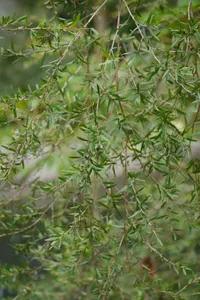 How to Propagate Lemon-scented tea-tree