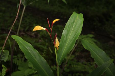 How to Grow and Care for Hardy shade ginger