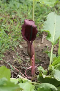How to Propagate Giant voodoo lily