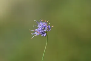 How to Prune Allium cyaneum