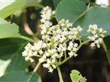 Exploring the Benefits of the Bird lime tree for Health and Well-being