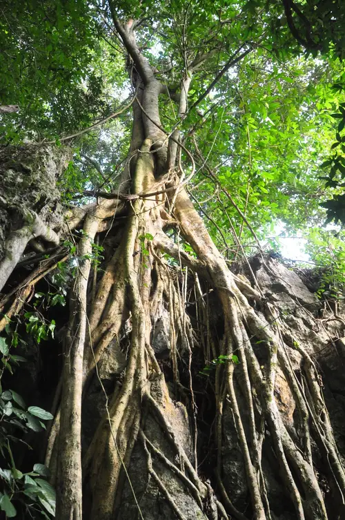 Ficus subulata - PictureThis