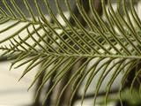 How to Grow and Care for Miniature tree fern
