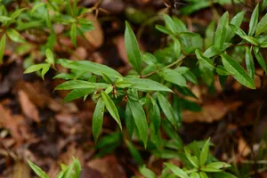 How to Propagate Sarcococca hookeriana