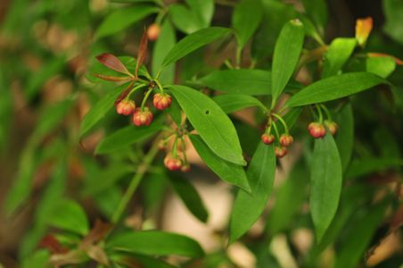 How to Grow and Care for Henry anise tree