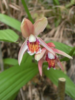 How to Grow and Care for Bletilla ochracea