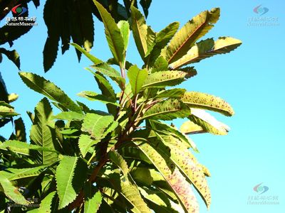 Bronze loquat (Eriobotrya deflexa) - PictureThis
