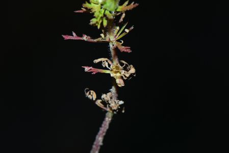 Dwarf ambulia (Limnophila sessiliflora) - PictureThis