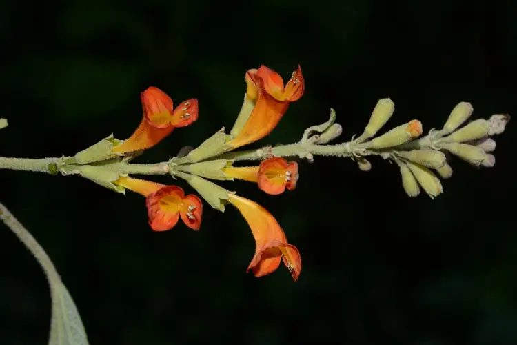 Colquhounia coccinea var. mollis - PictureThis