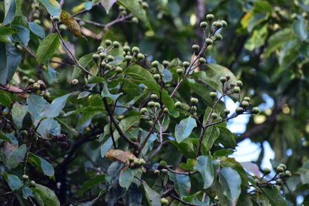 How to Grow and Care for Needlewood Tree