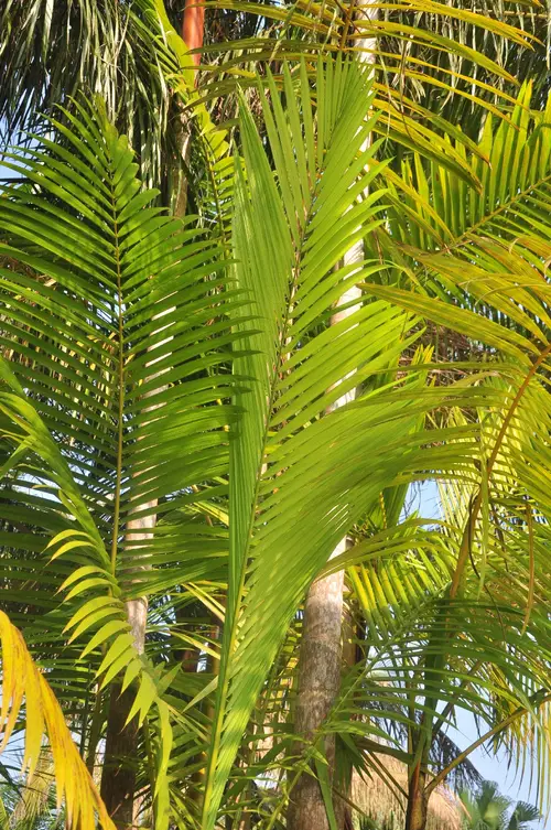 Bacaba palm (Oenocarpus bacaba) Flower, Leaf, Care, Uses - PictureThis