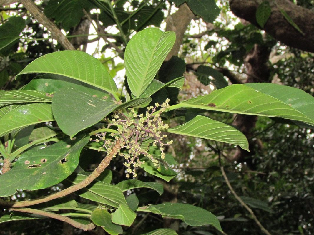 Exploring the Benefits and Uses of Lipa tree in Daily Life