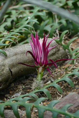 🍀 How to Grow and Care for Rick rack cactus