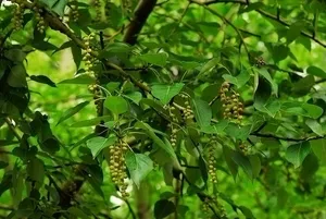 How to Propagate Japanese poplar