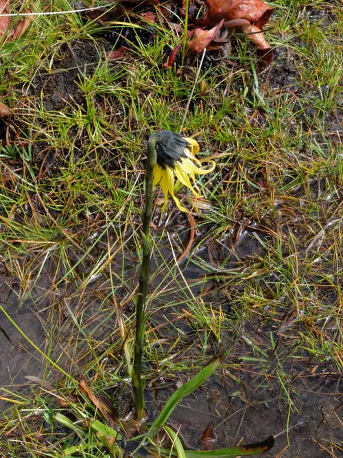 Cremanthodium lineare - PictureThis