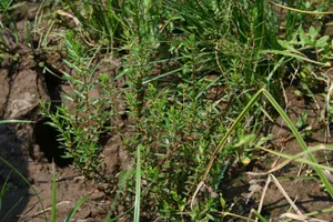 How to Transplant Monarch redstem? (Ideal time, Methods, and Post Care)