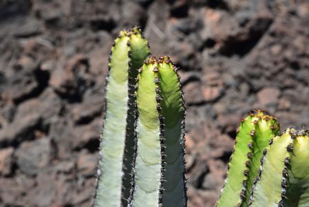 Cómo cultivar y cuidar una Cardón