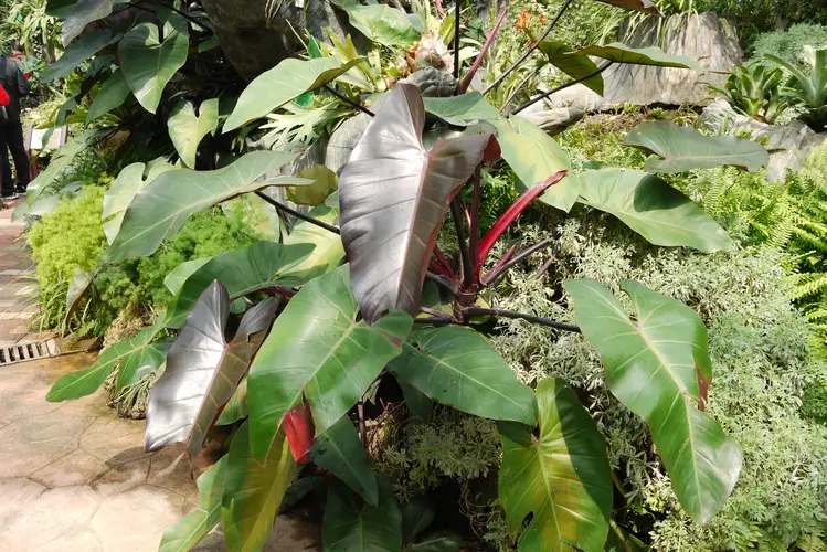 How to Plant and Grow Blushing philodendron(Philodendron erubescens)