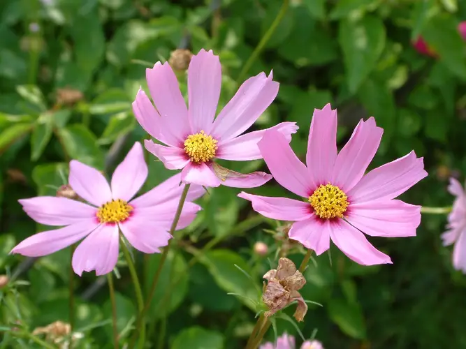 How to Plant and Grow Garden cosmos(Cosmos bipinnatus)