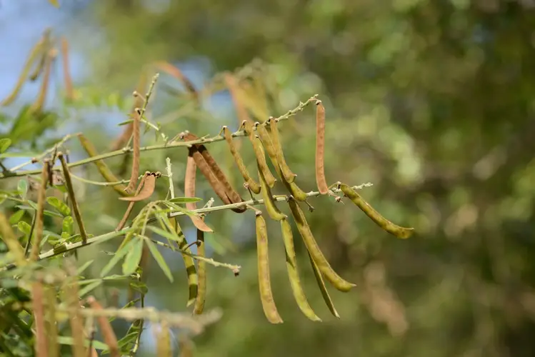 Tephrosia candida - PictureThis