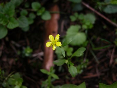 วิธีปลูกและดูแล Ranunculus ternatus