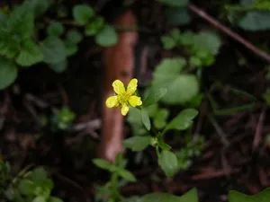 How to Propagate Ranunculus ternatus