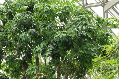 Rubber tree - Hevea brasiliensis (Care, Characteristics, Distribution ...