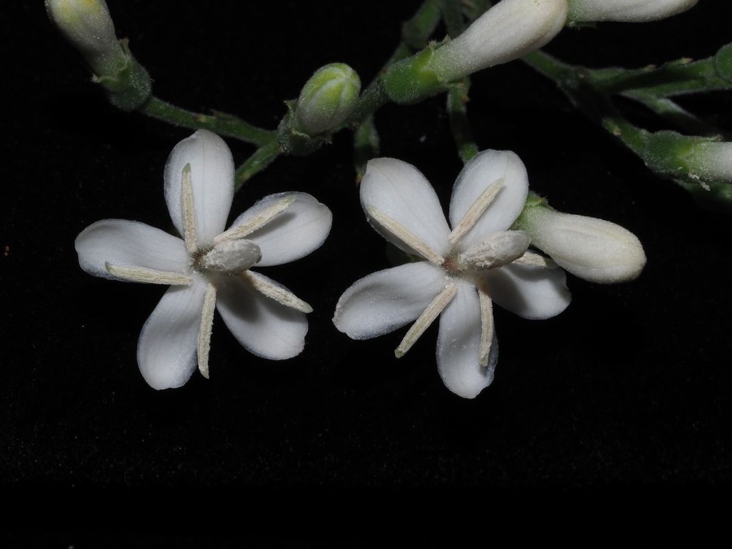 The Language and Meaning of Viruchi: Symbolism and Significance