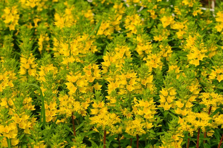 How to Plant and Grow Large yellow loosestrife(Lysimachia punctata)