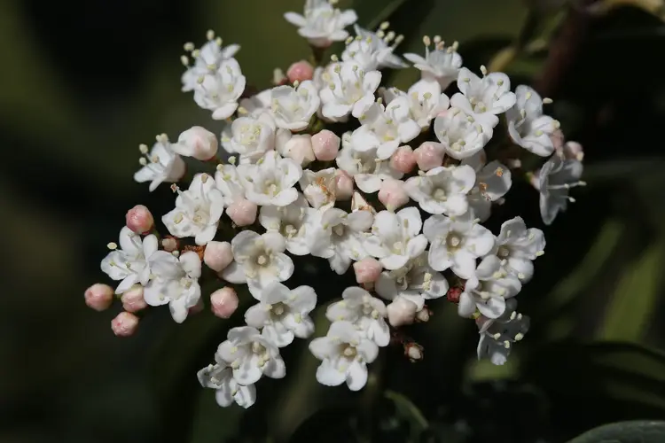 How to Plant and Grow Laurustinus(Viburnum tinus)