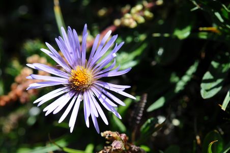 Aster asteroides - PictureThis