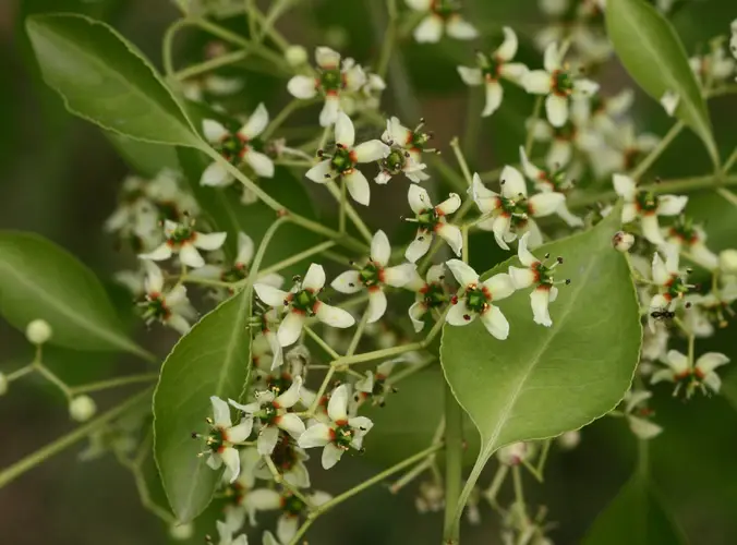 Euonymus hamiltonianus maackii (Euonymus maackii) Flower, Leaf, Care ...
