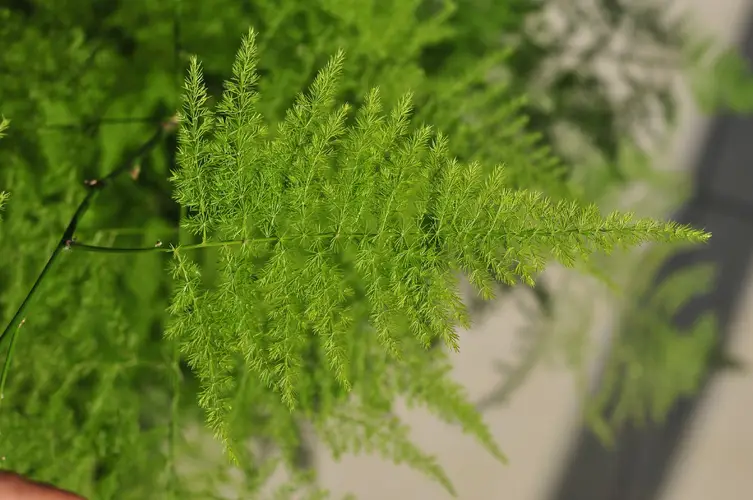 How to Plant and Grow Common asparagus fern(Asparagus setaceus)