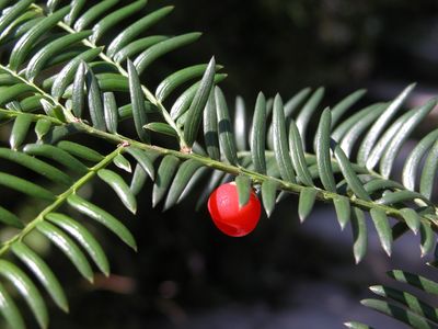 Chinese yew (Taxus wallichiana) - PictureThis