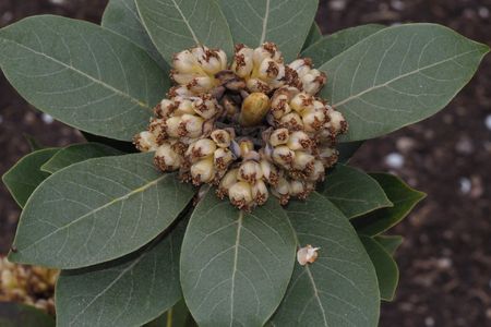 How to Grow and Care for Azores laurel