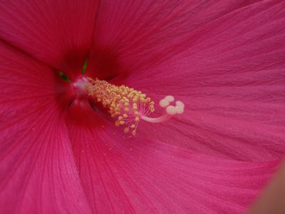 Resucitado - Hibiscus grandiflorus (Cuidado, Características, Flor ...